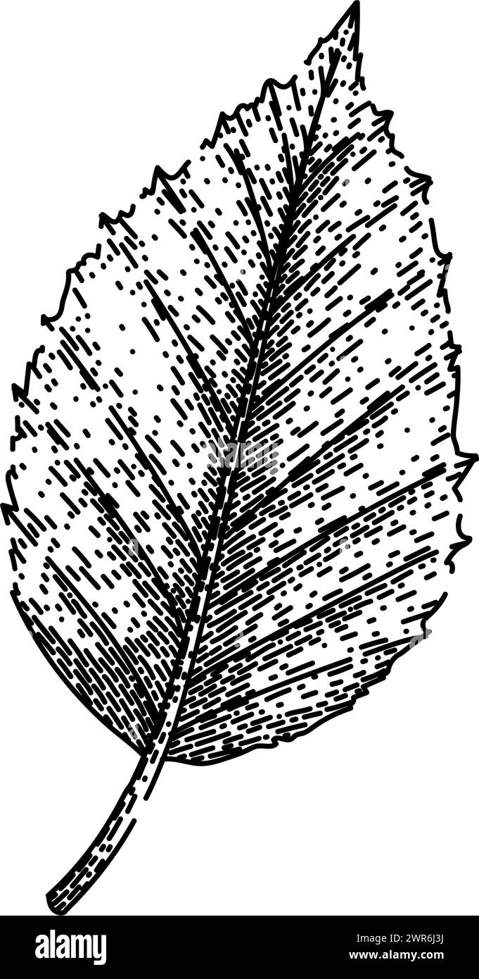 beech tree autumn leaf sketch hand drawn vector Stock Vector Image ...