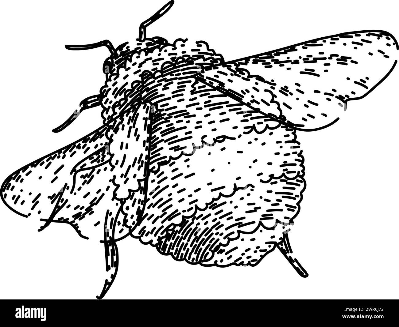 pollinate bee sketch hand drawn vector Stock Vector Image & Art - Alamy