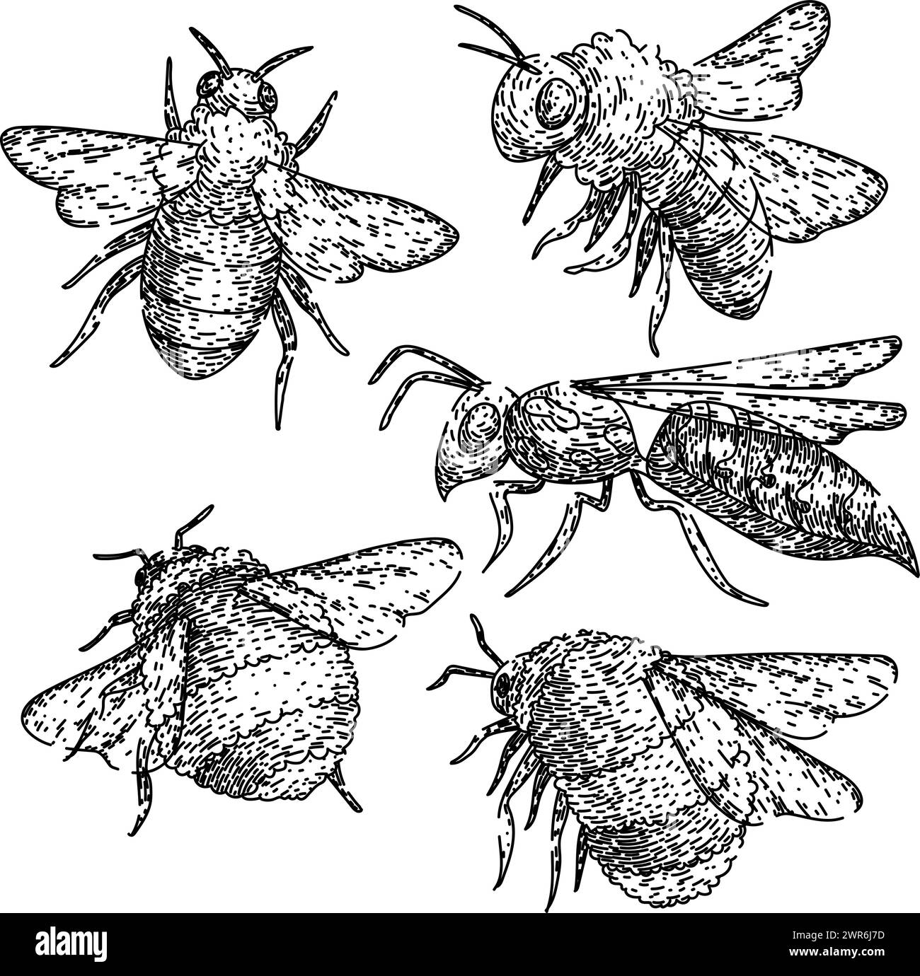 bee set sketch hand drawn vector Stock Vector Image & Art - Alamy
