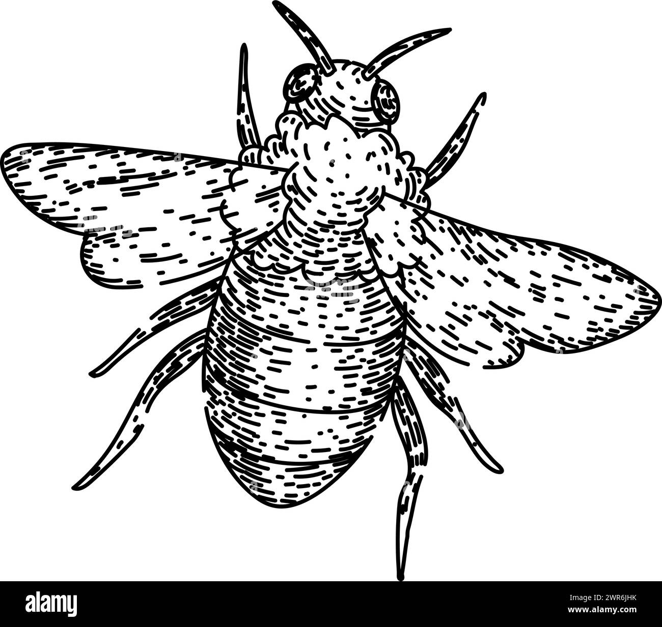 flower bee sketch hand drawn vector Stock Vector Image & Art - Alamy