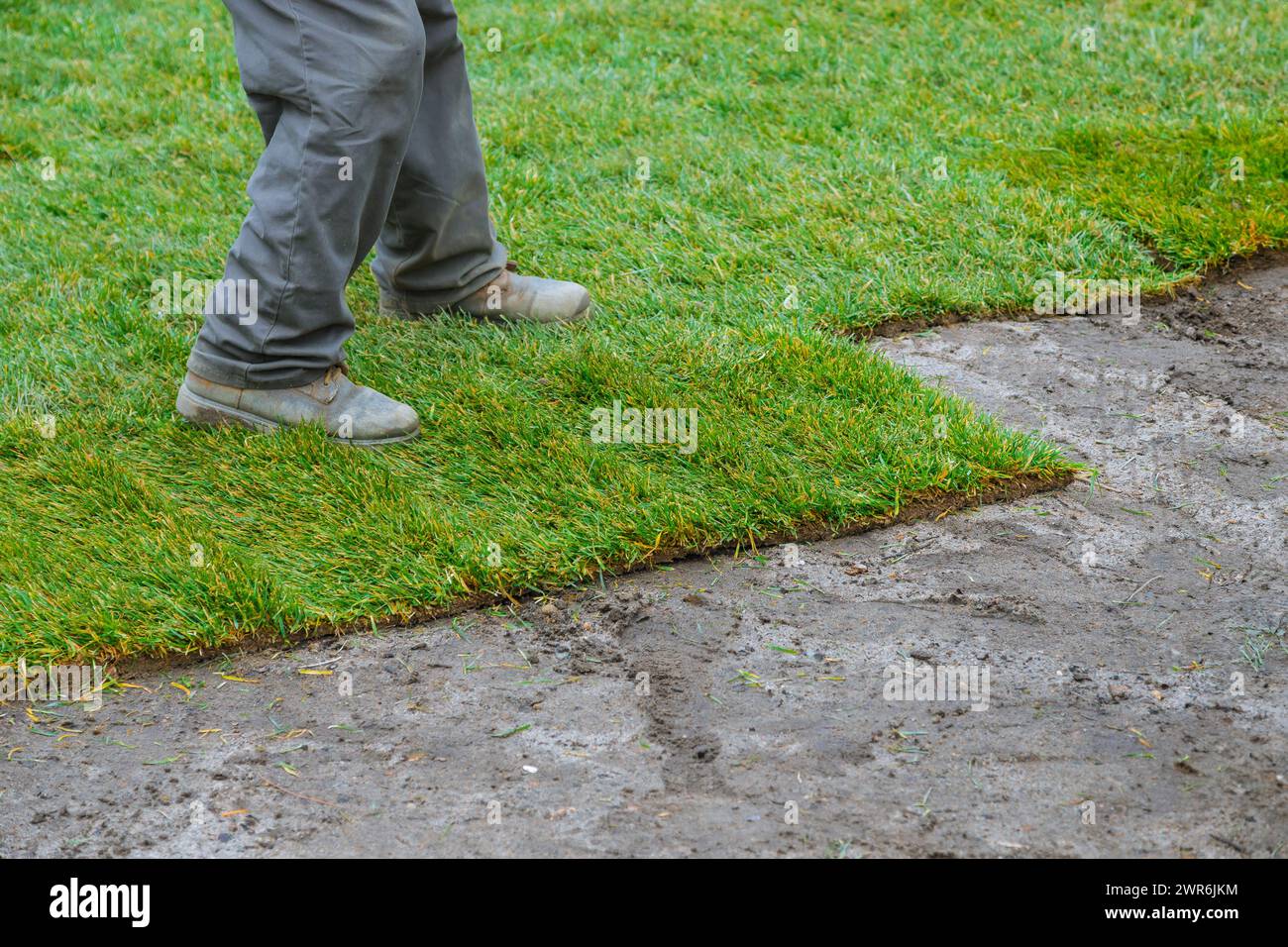 Grass rolls are unrolled and placed on ground for landscaping purposes ...