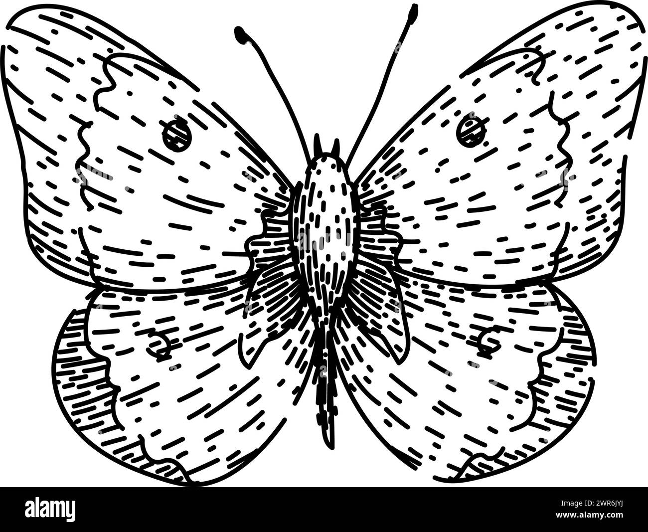 butterfly sketch hand drawn vector Stock Vector Image & Art - Alamy