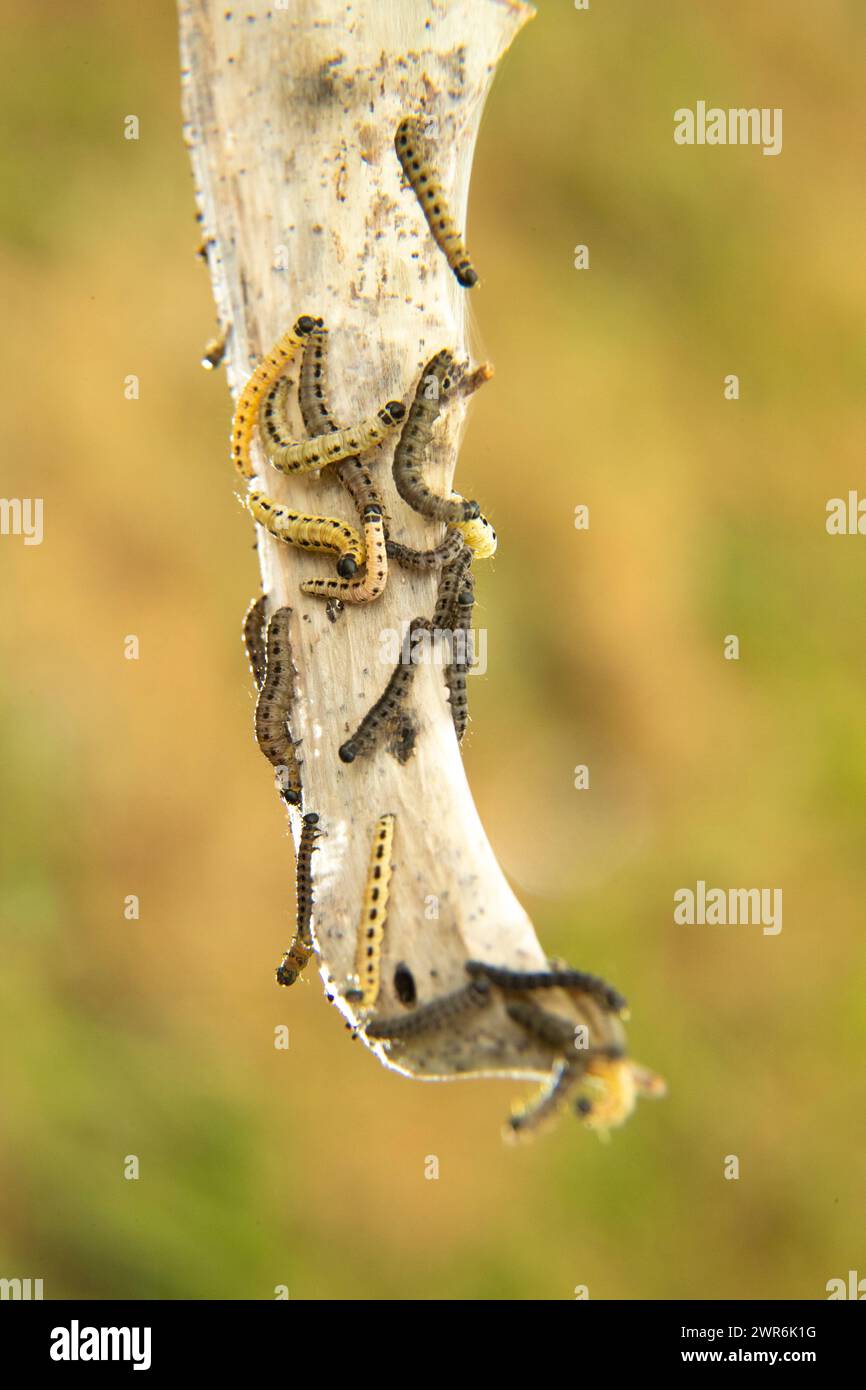 31/05/17 A tree is cocooned in webs made by hundreds of thousands of ...