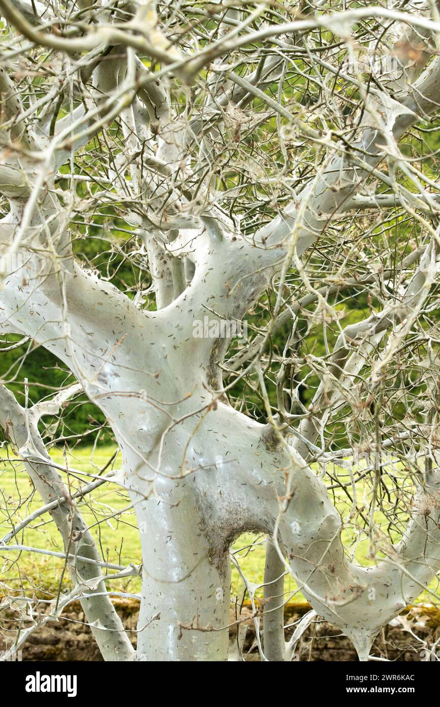 31/05/17 A tree is cocooned in webs made by hundreds of thousands of ...