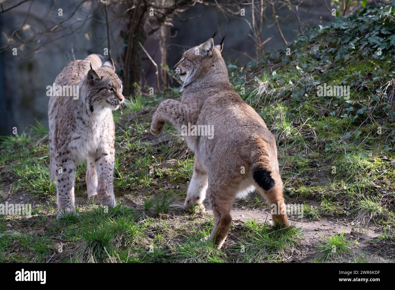 Europaeischer Luchs, lynx lynx lynx, Tiere im Zoom Gelsenkirchen, Zoom ...