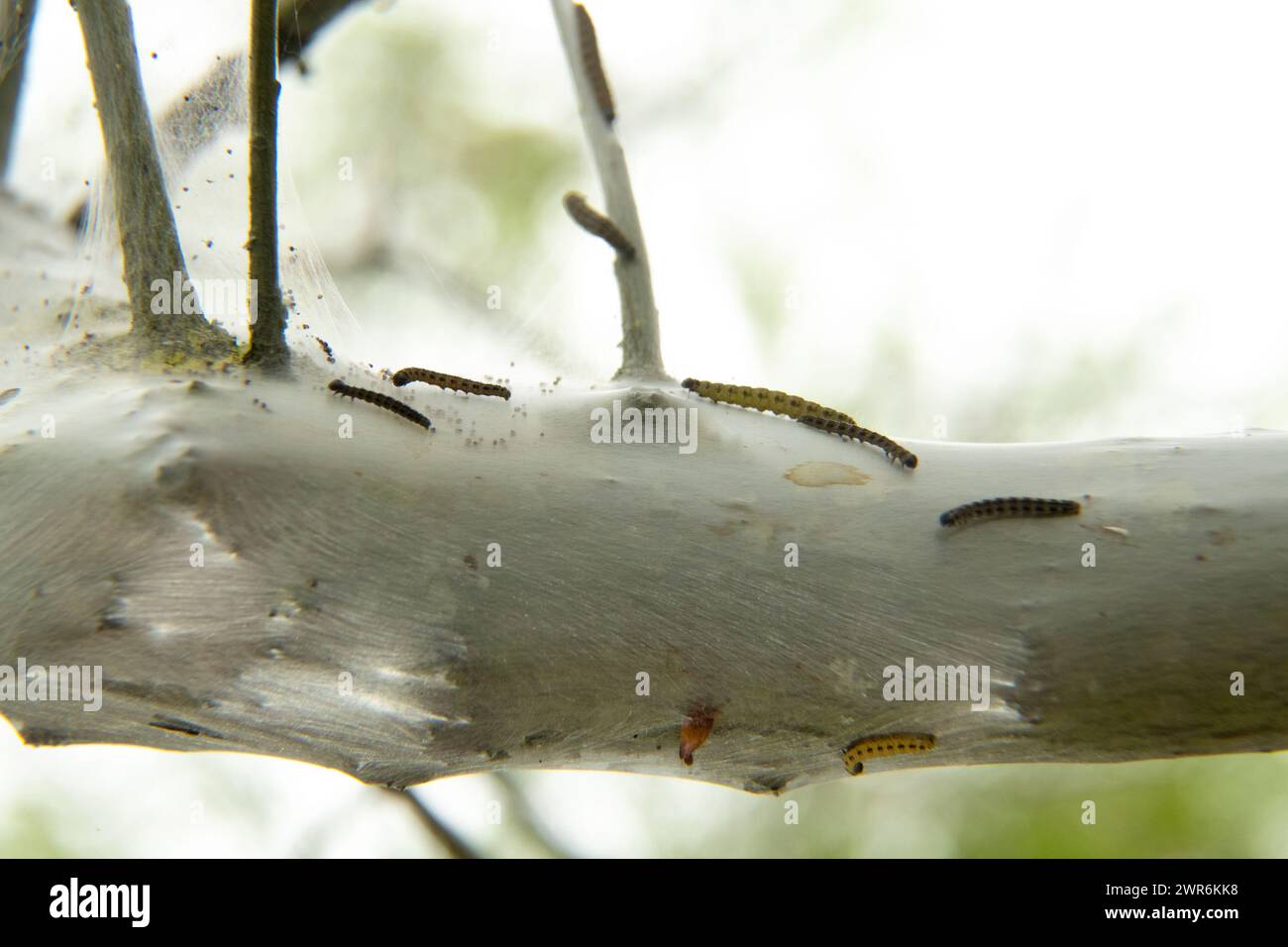 31/05/17 A tree is cocooned in webs made by hundreds of thousands of ...