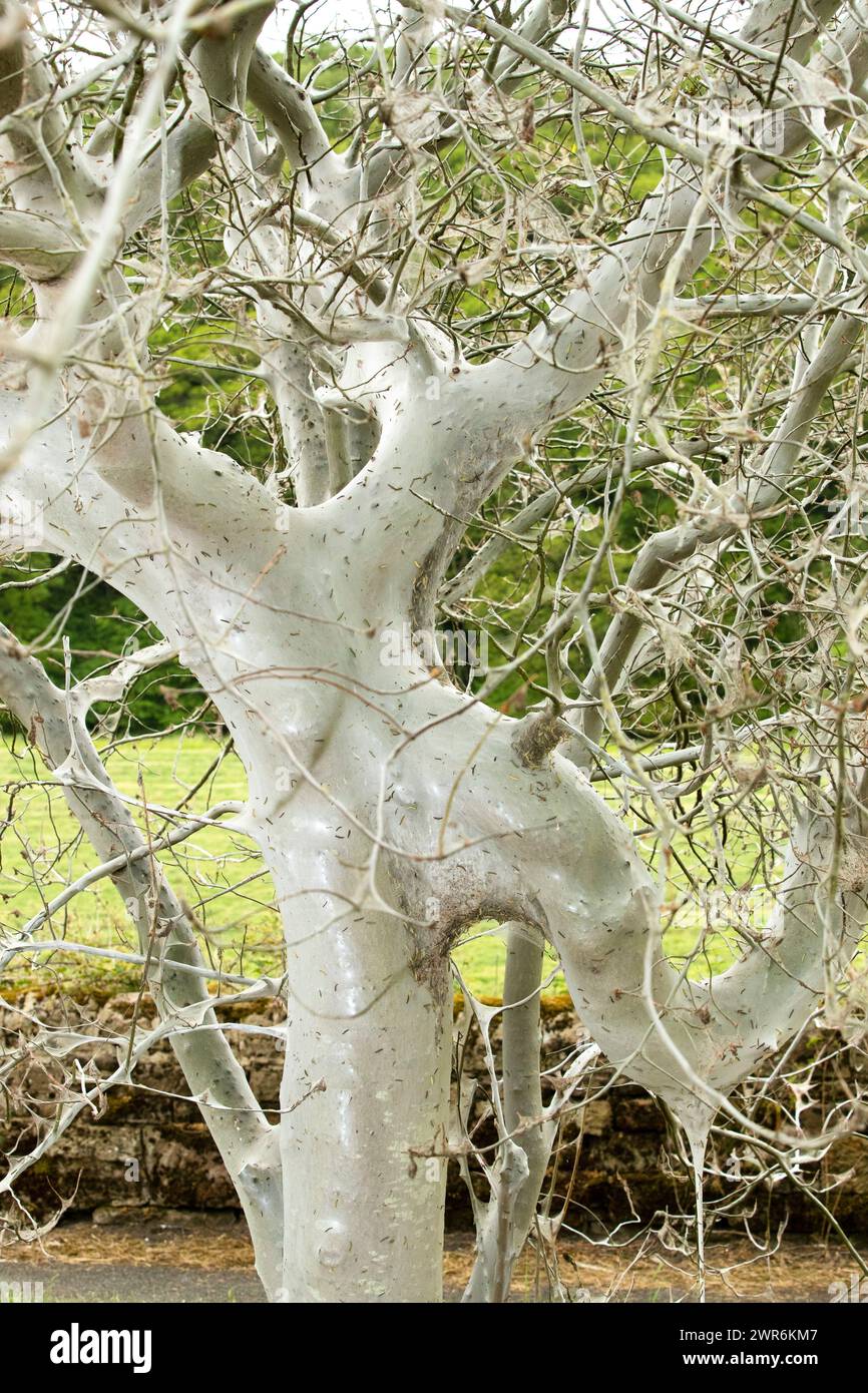 31/05/17 A tree is cocooned in webs made by hundreds of thousands of ...