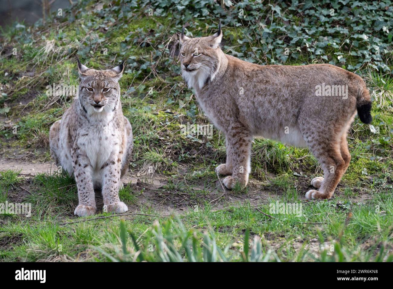 Europaeischer Luchs, lynx lynx lynx, Tiere im Zoom Gelsenkirchen, Zoom ...