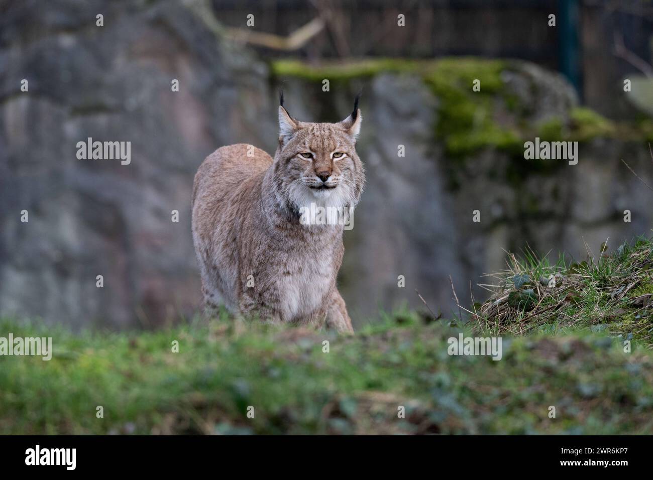 Europaeischer Luchs, lynx lynx lynx, Tiere im Zoom Gelsenkirchen, Zoom ...