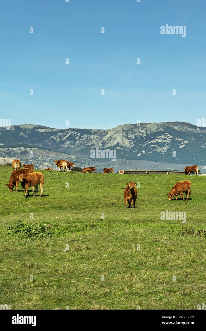 Group cows in typical hi-res stock photography and images - Alamy