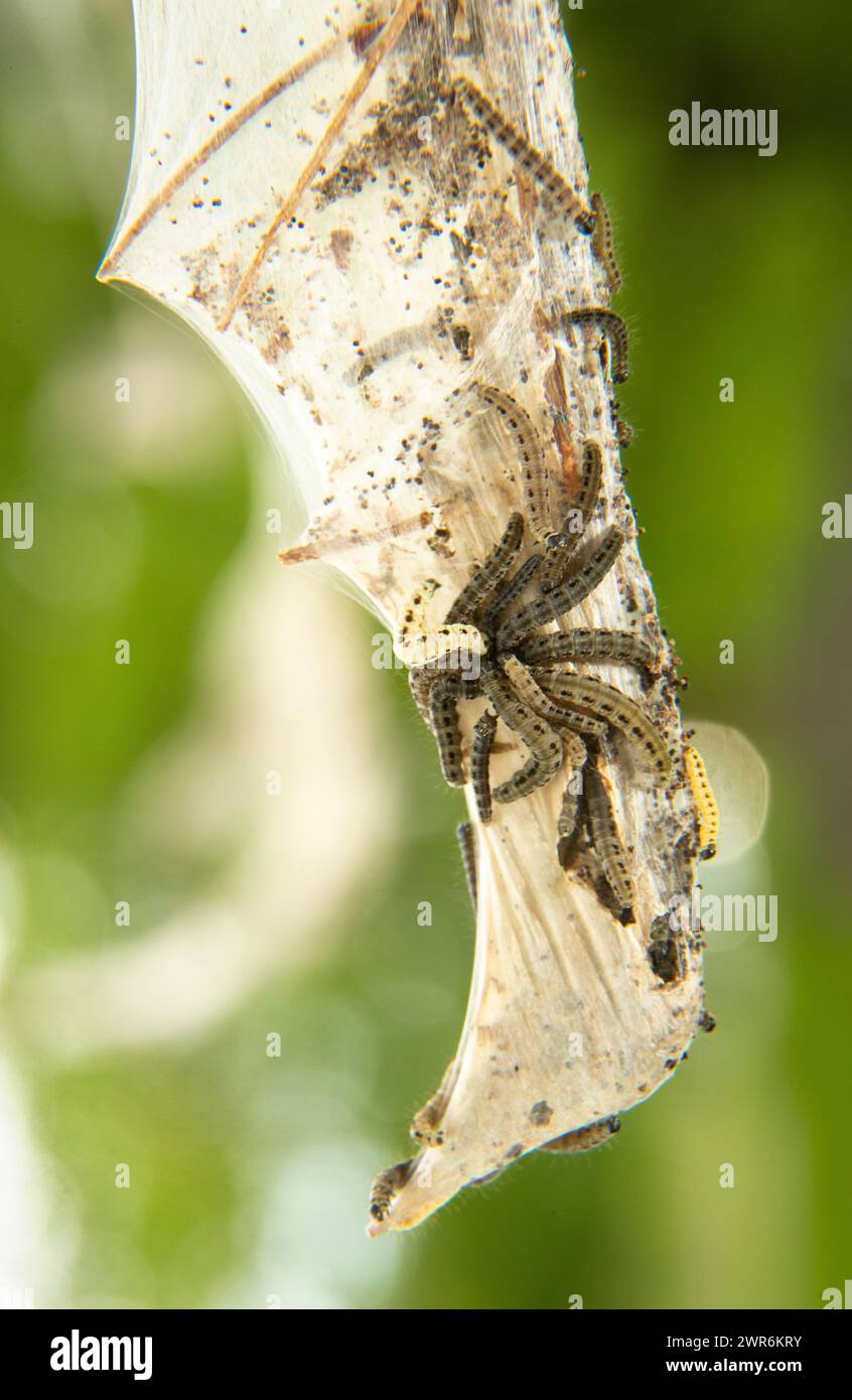 31/05/17 A tree is cocooned in webs made by hundreds of thousands of ...