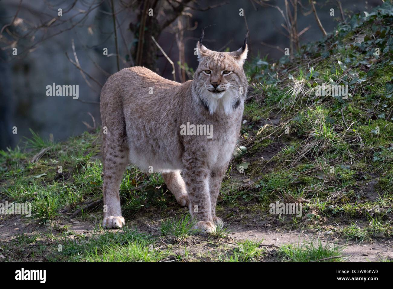 Europaeischer Luchs, lynx lynx lynx, Tiere im Zoom Gelsenkirchen, Zoom ...