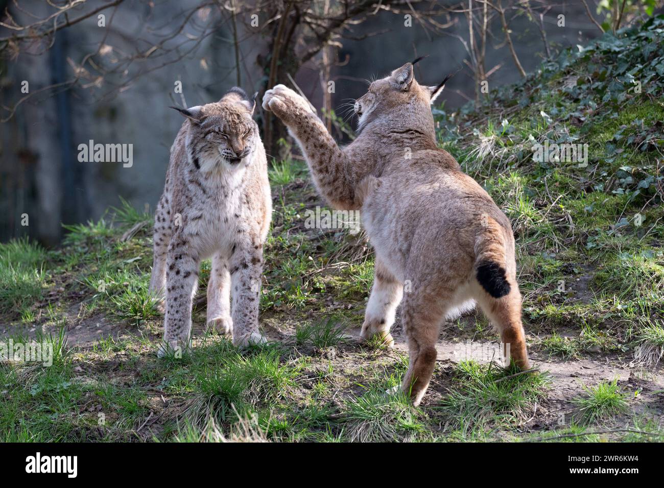 Europaeischer Luchs, lynx lynx lynx, Tiere im Zoom Gelsenkirchen, Zoom ...