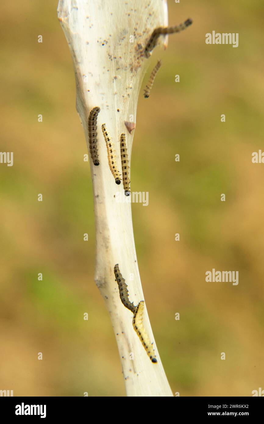 31/05/17 A tree is cocooned in webs made by hundreds of thousands of ...