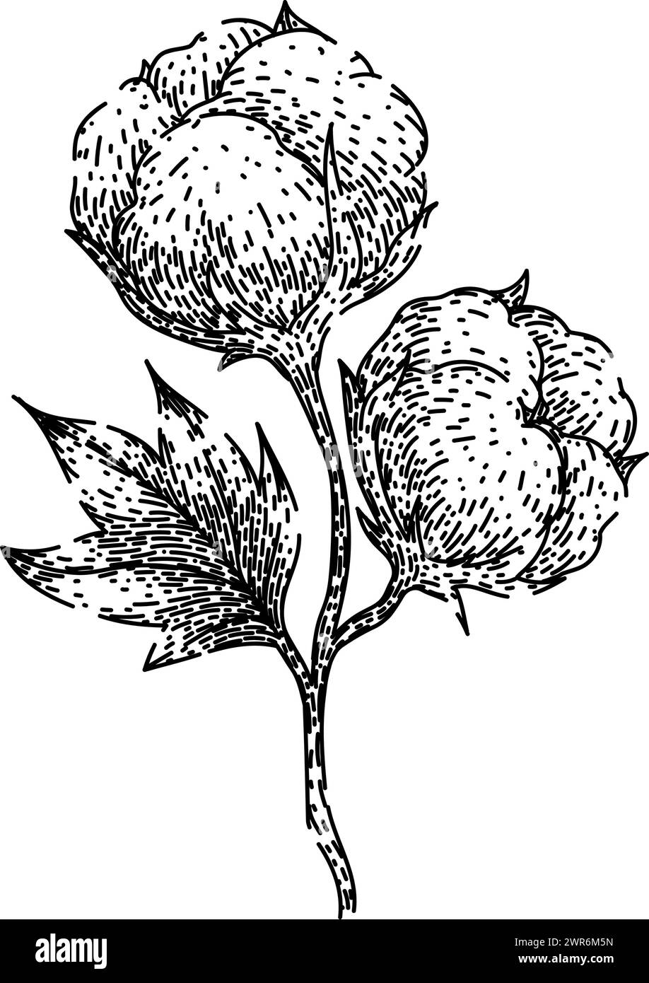 cotton plant sketch hand drawn vector Stock Vector Image & Art - Alamy
