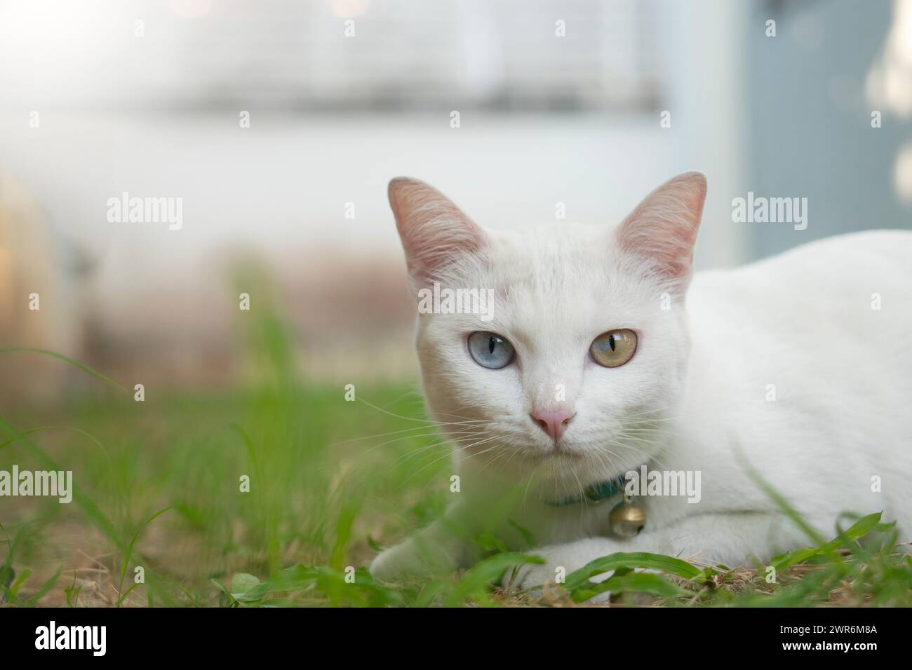 Khao manee Cat have diamond 2 colors on the eyes in nature background ...
