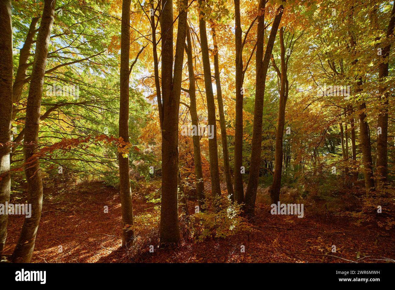 Beech trees with autumn colors.Autumn in the mountain Stock Photo - Alamy