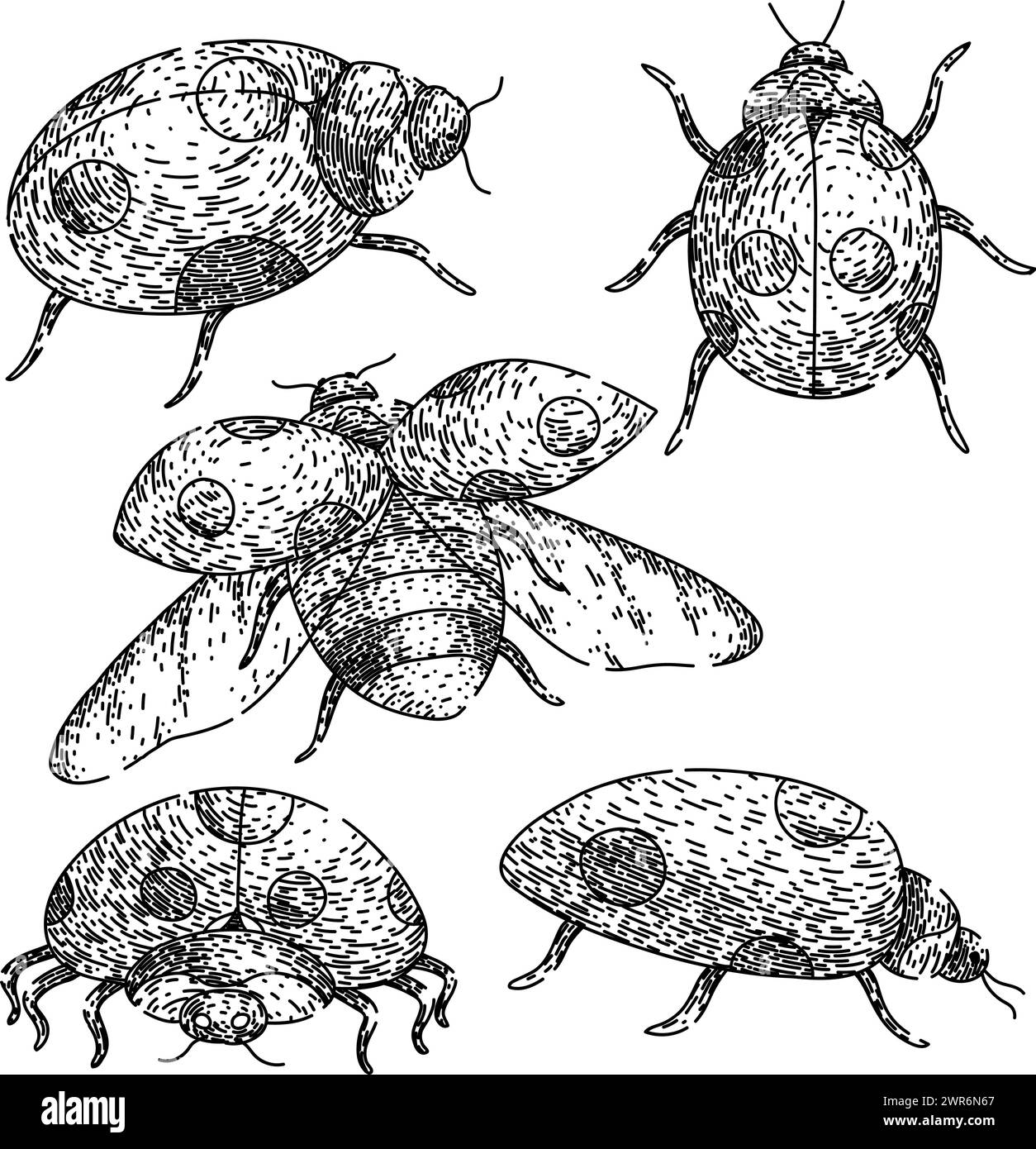 ladybug set sketch hand drawn vector Stock Vector Image & Art - Alamy ladybug set sketch hand drawn vector Stock Vector Image & Art - Alamy