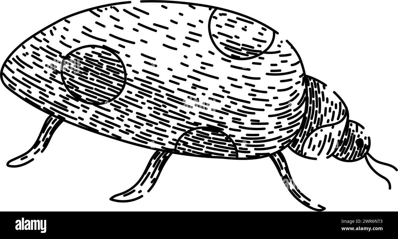 bug ladybug sketch hand drawn vector Stock Vector Image & Art - Alamy