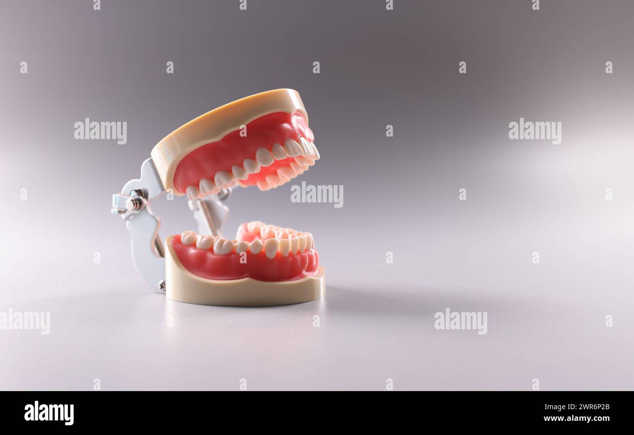 Artificial plastic model of human jaw on gray background closeup Stock ...