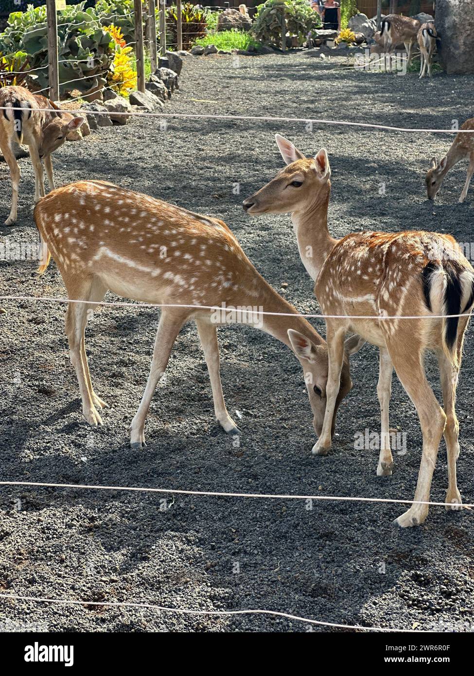 Animals in pen hi-res stock photography and images - Alamy