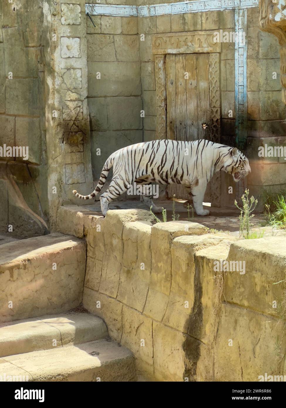 A white tiger strolling on zoo steps Stock Photo - Alamy