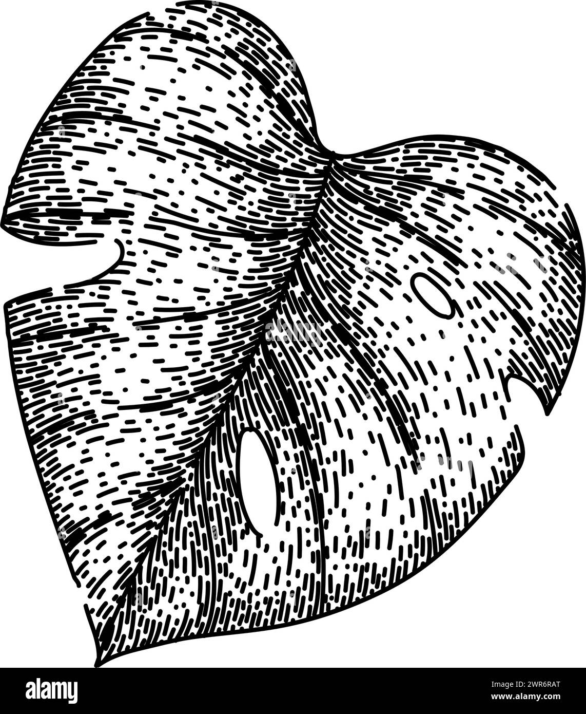 outline monstera leaf sketch hand drawn vector Stock Vector Image & Art ...