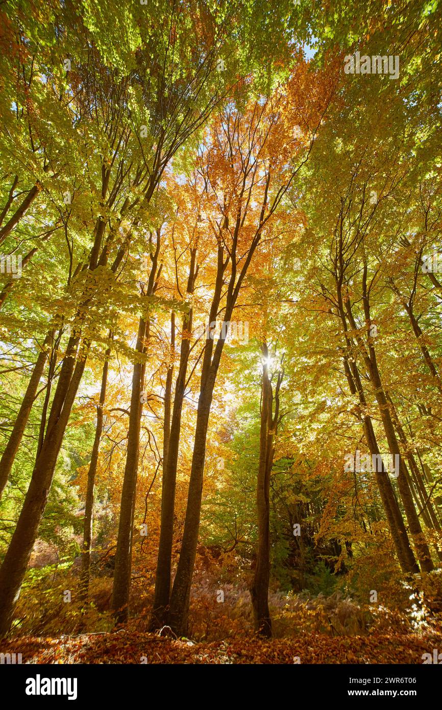 Beech trees with autumn colors.Autumn in the mountain Stock Photo - Alamy