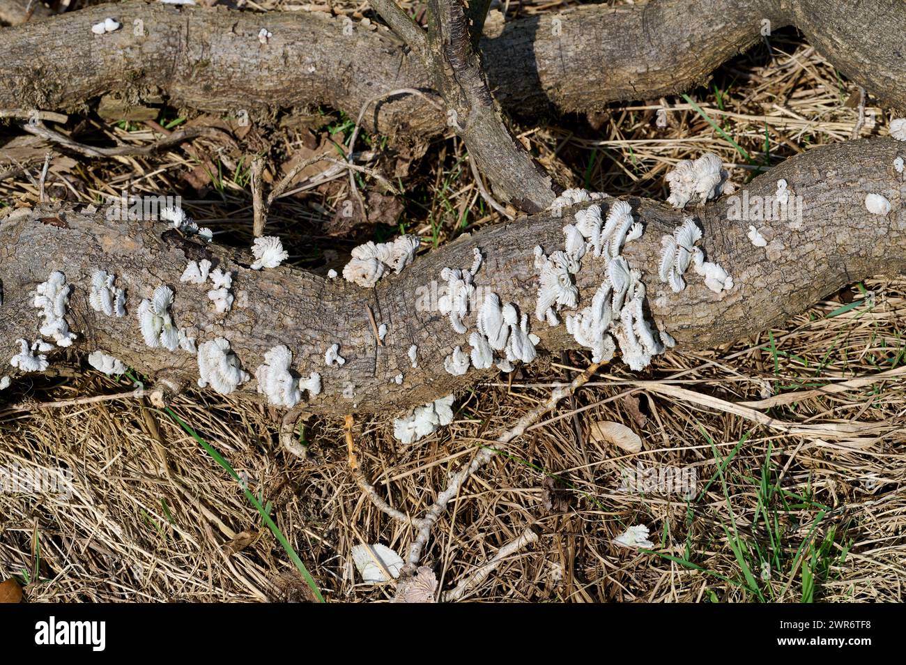 split gill fungus resp.Schizophyllum commune on dead wood,Rhineland ...