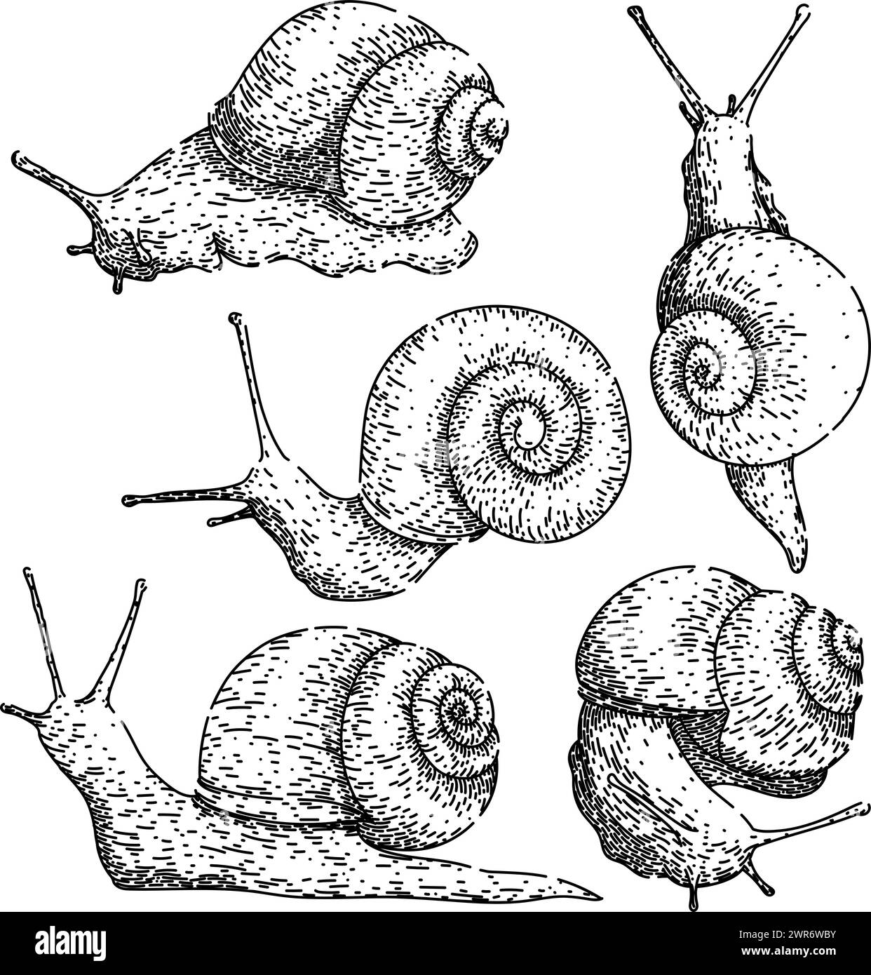 snail set sketch hand drawn vector Stock Vector Image & Art - Alamy
