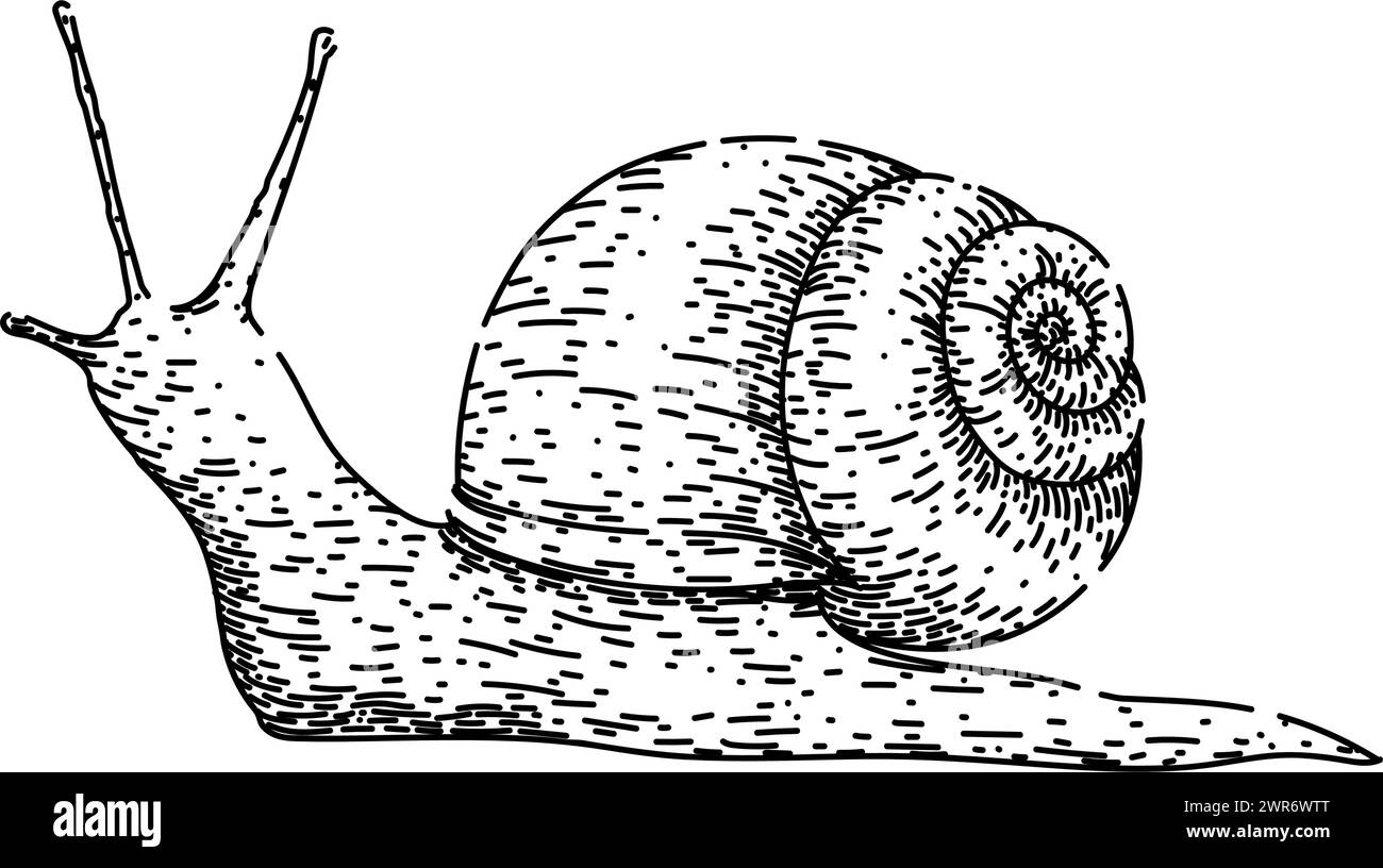 slow snail sketch hand drawn vector Stock Vector Image & Art - Alamy