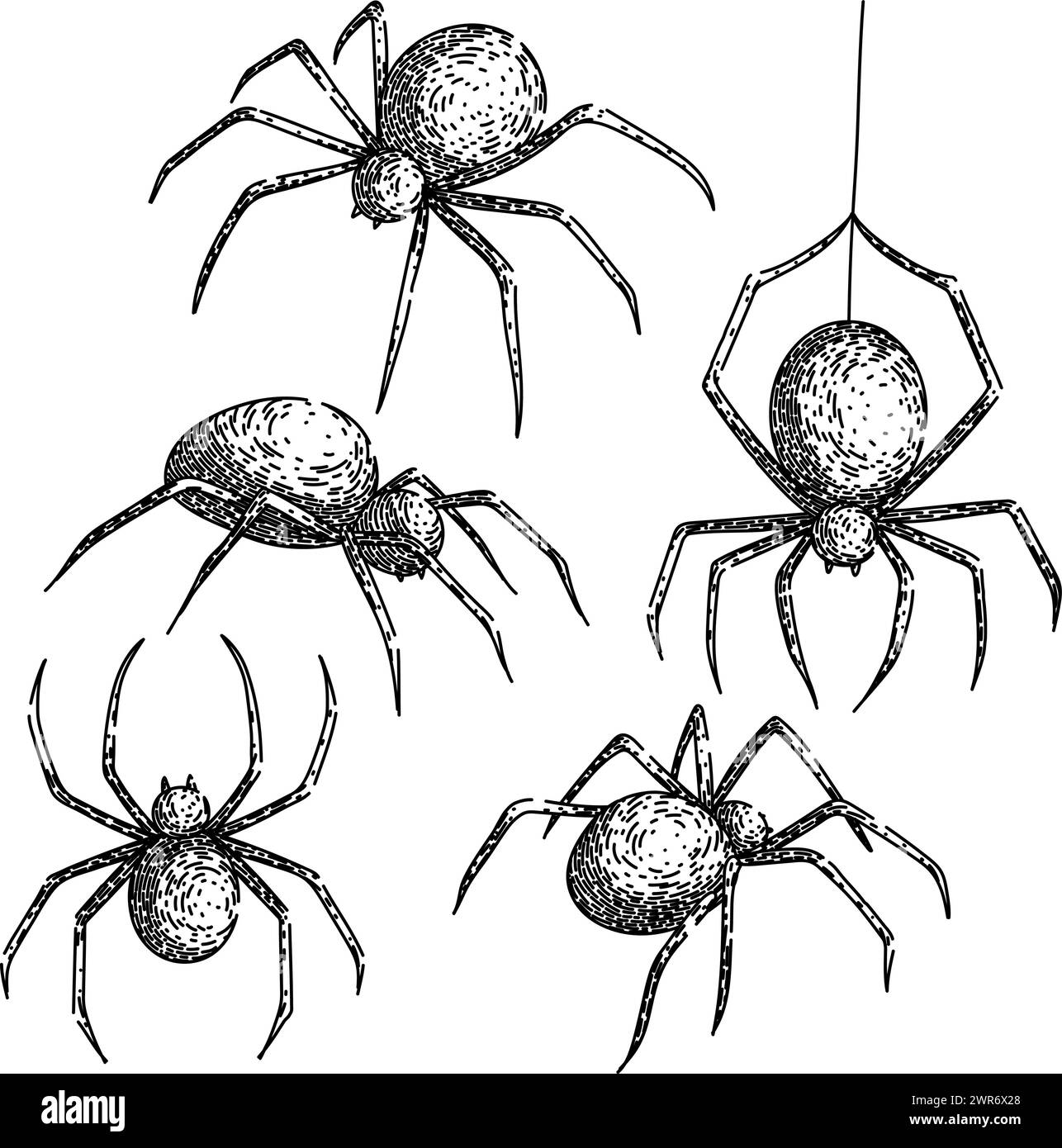 spider set sketch hand drawn vector Stock Vector Image & Art - Alamy