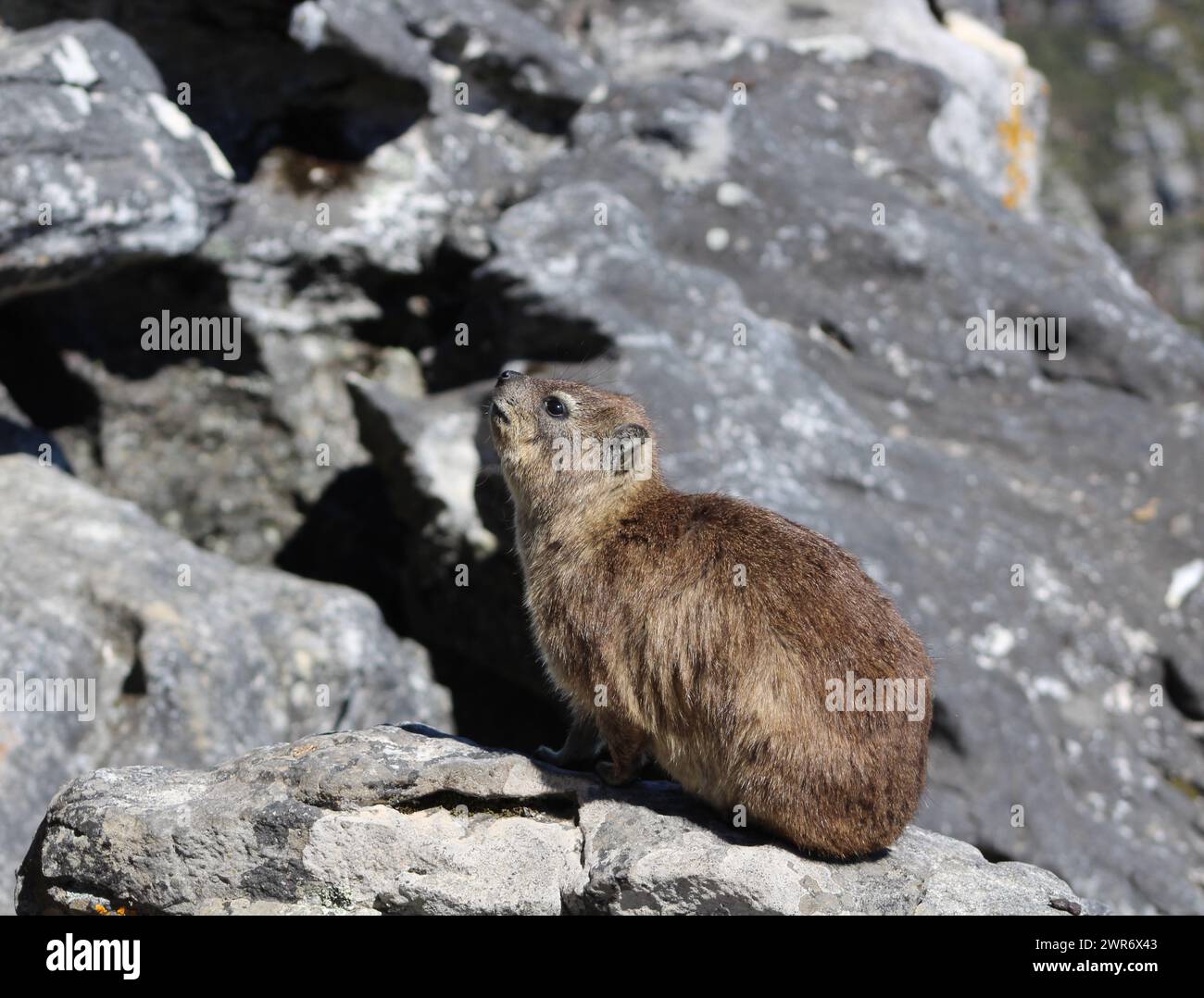 Dassie (Procavia capensis) early in the morning, enjoying sunlight ...
