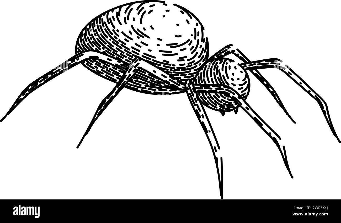 spider spider sketch hand drawn vector Stock Vector Image & Art - Alamy