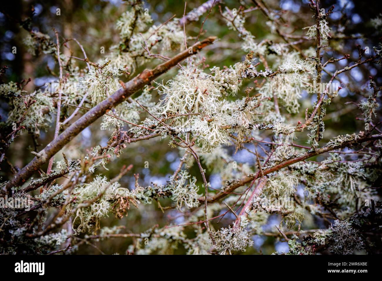Lichen on windblown trees in Thy northwest of Denmark Stock Photo - Alamy