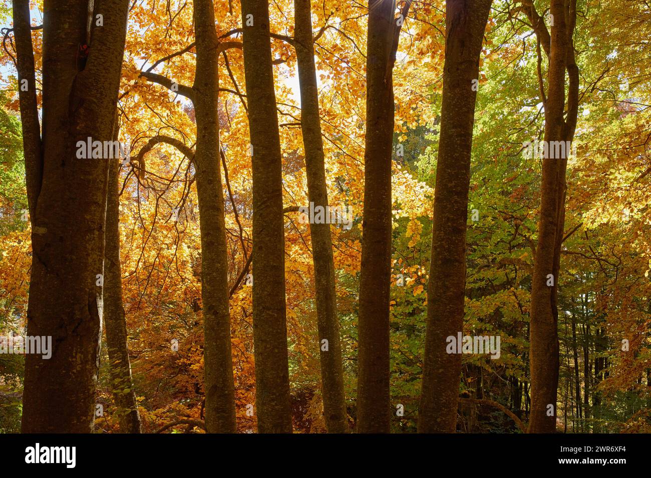 Beech trees with autumn colors.Autumn in the mountain Stock Photo - Alamy
