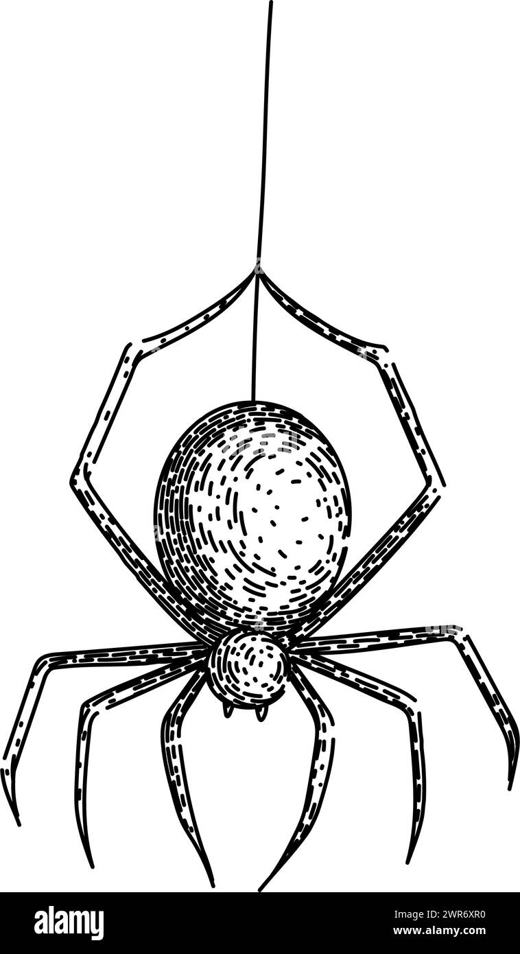 spider sketch hand drawn vector Stock Vector Image & Art - Alamy