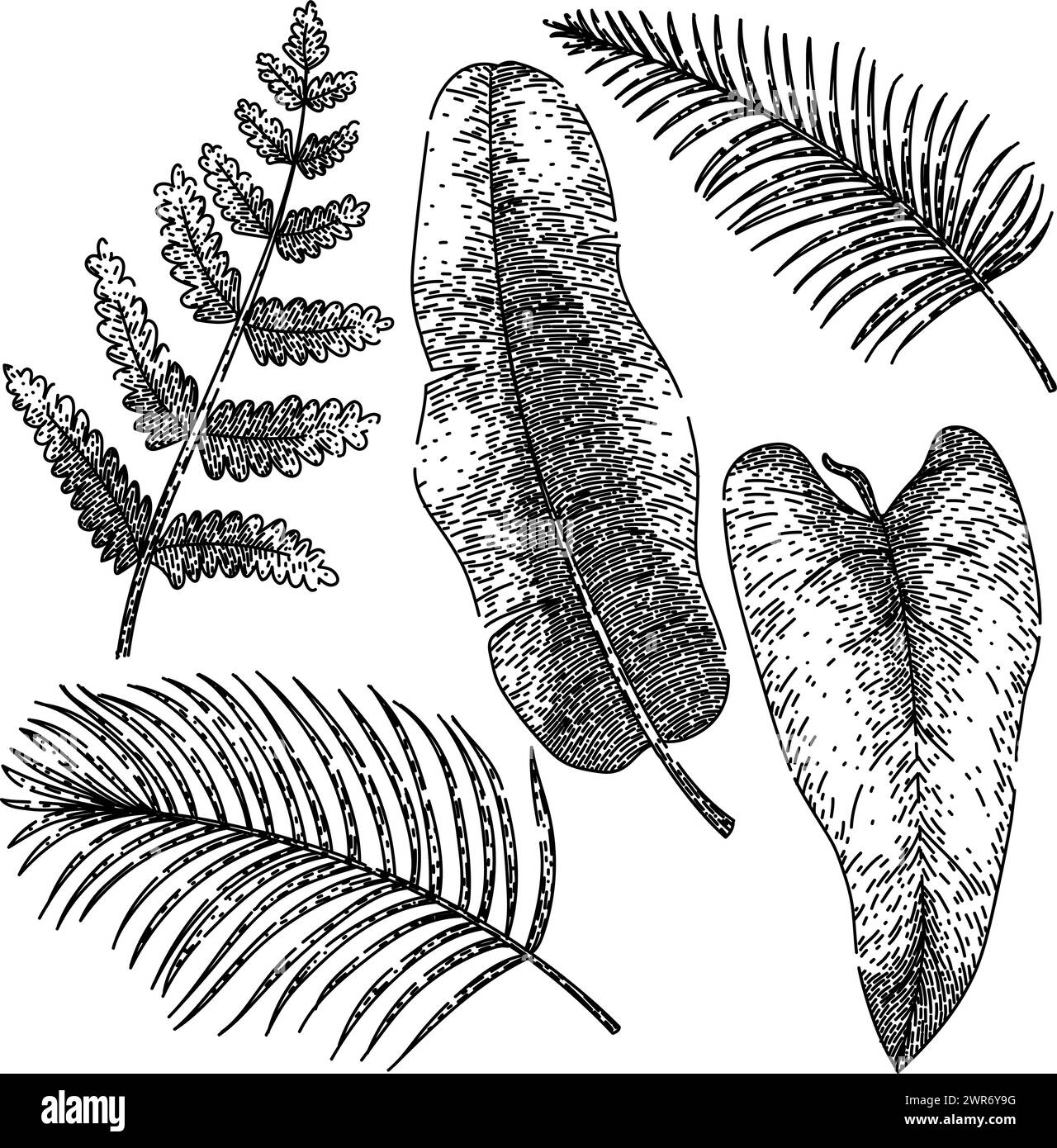 Tropical leaves fern banana Black and White Stock Photos & Images - Alamy