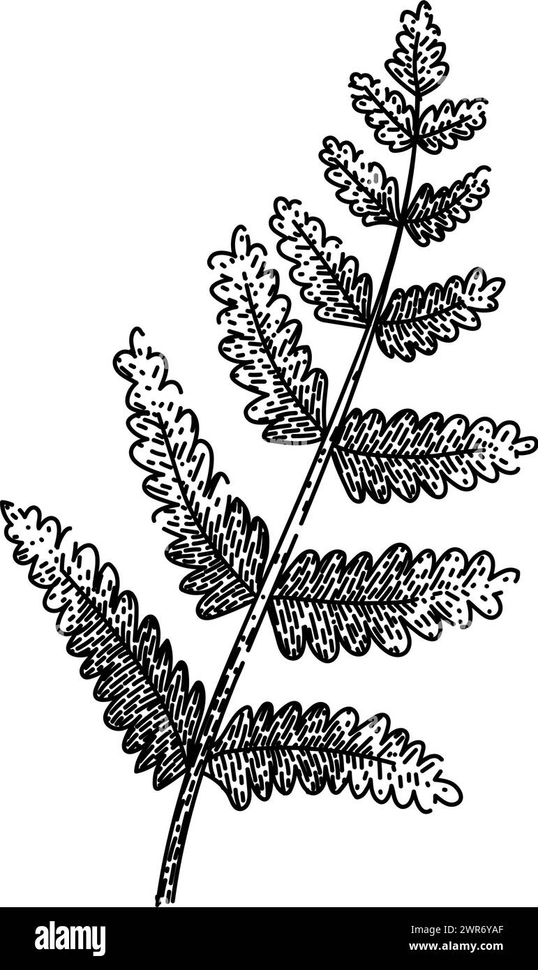 fern plant tropical leaf sketch hand drawn vector Stock Vector Image ...