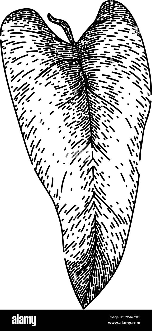 Monstera philodendron leaves frame Cut Out Stock Images & Pictures - Alamy