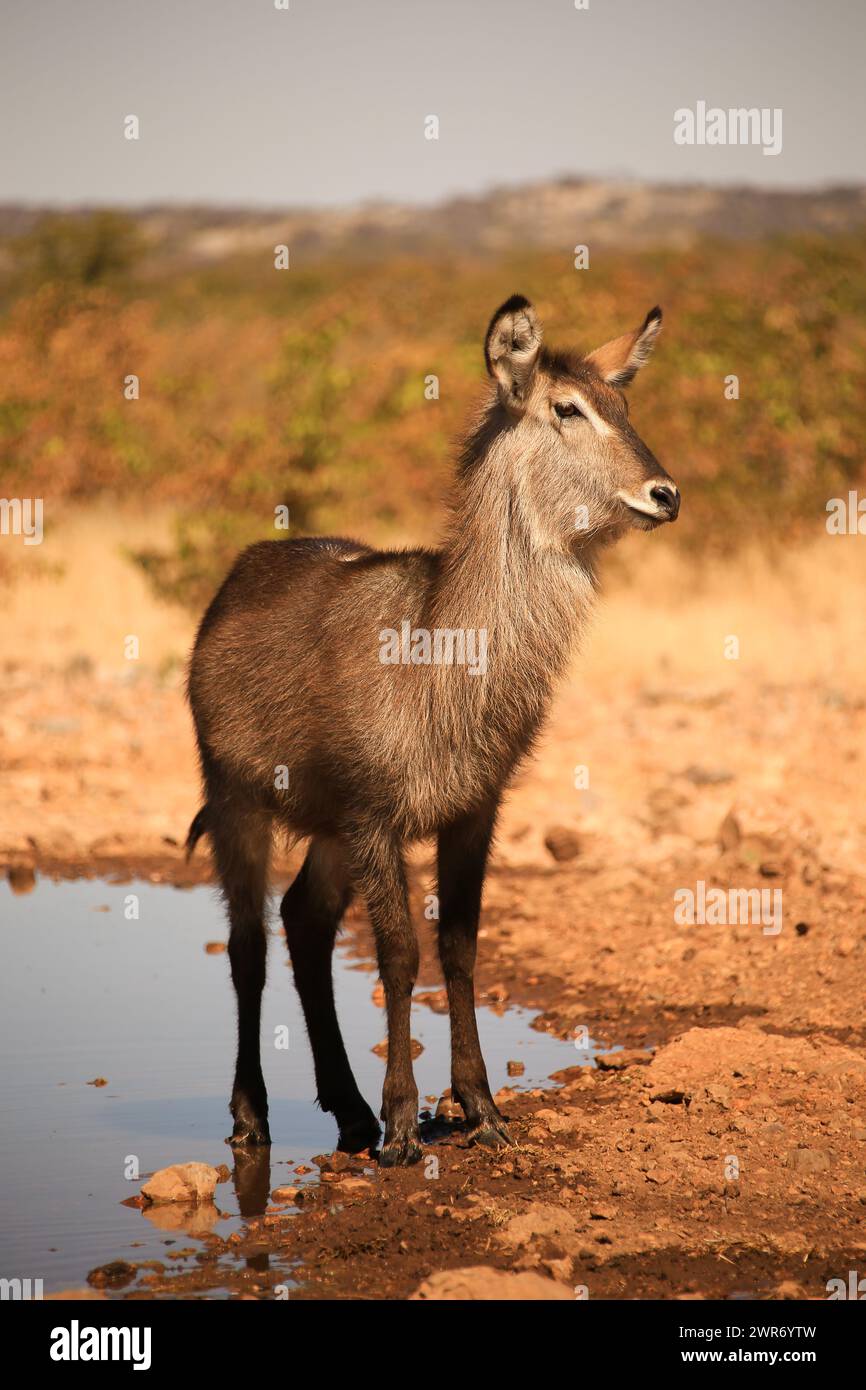 waterbuck at the waterhole Stock Photo - Alamy
