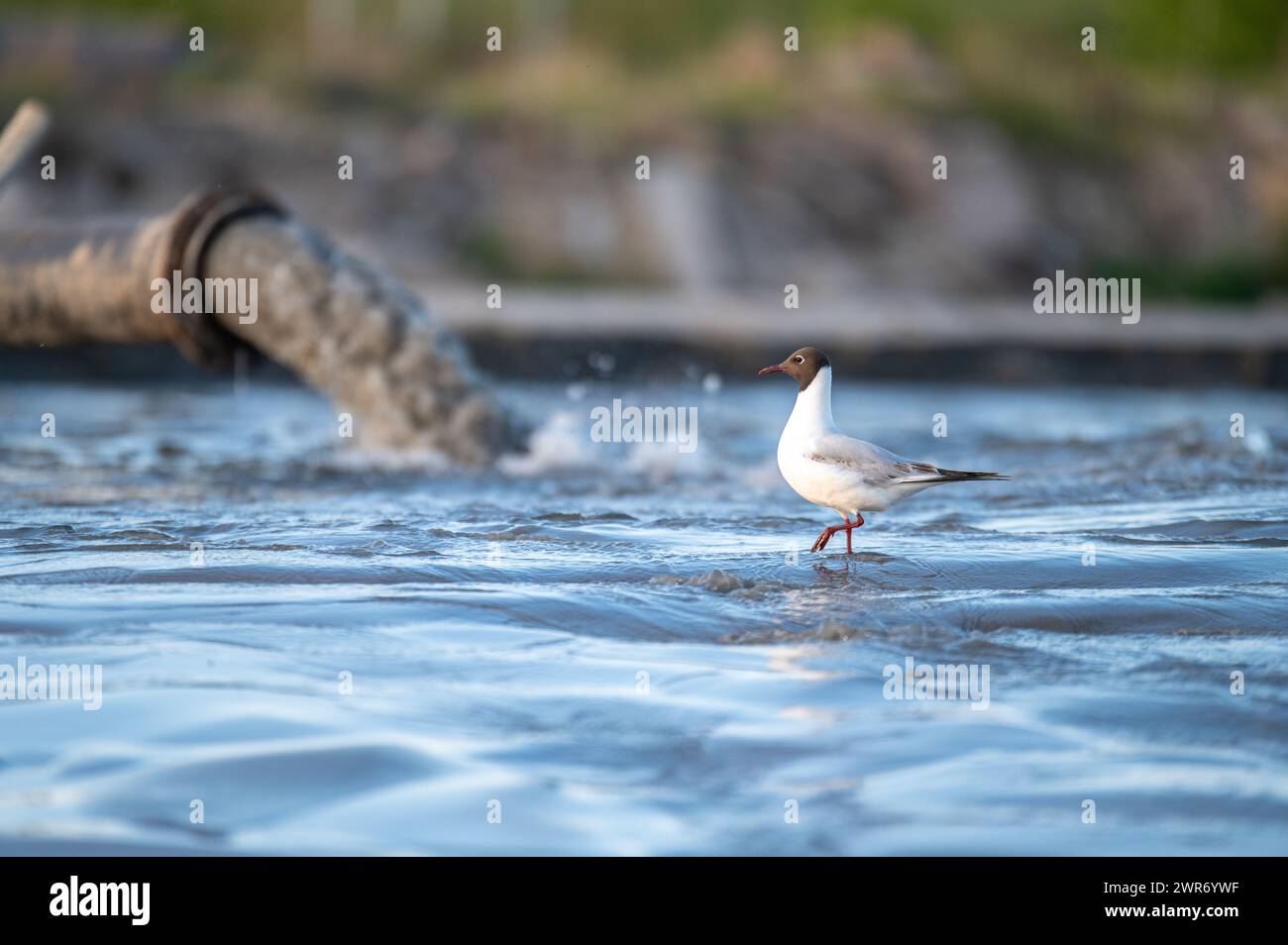 Beach restoration using a sand transfer system in Engure, Latvia Stock ...
