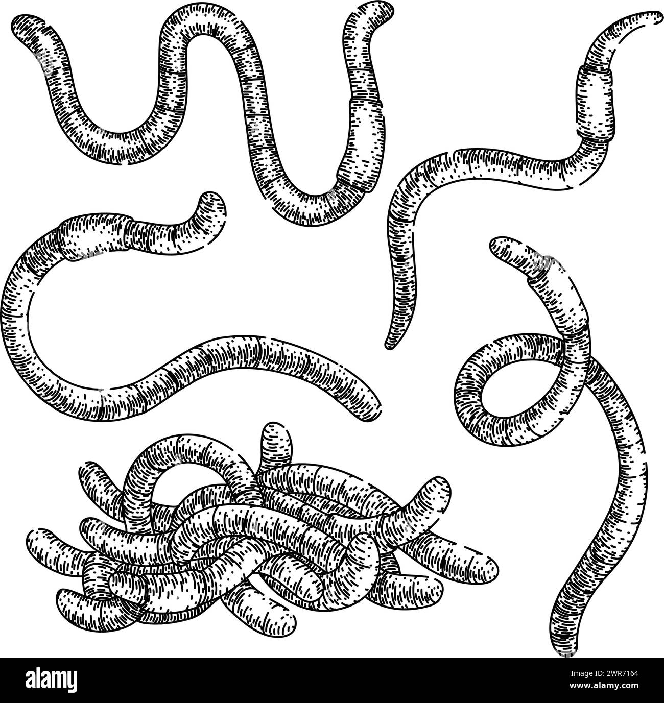 worm set sketch hand drawn vector Stock Vector Image & Art - Alamy