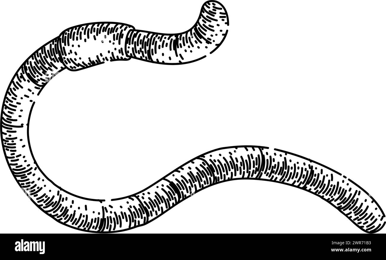 apple worm sketch hand drawn vector Stock Vector Image & Art - Alamy