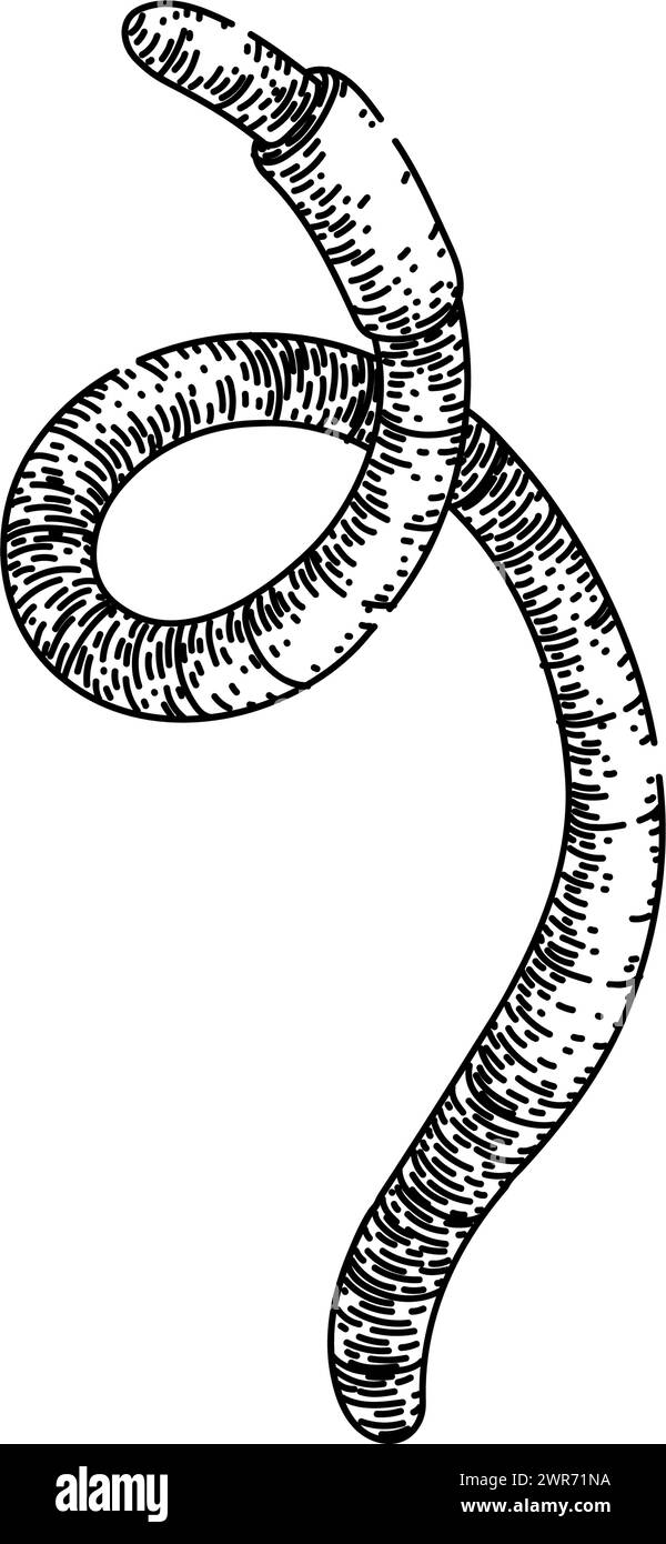worm sketch hand drawn vector Stock Vector Image & Art - Alamy