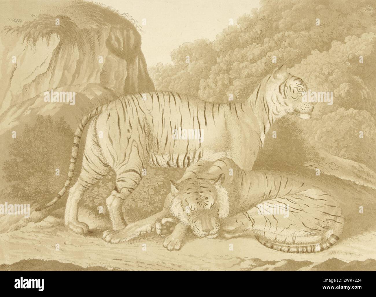 Two tigers in a landscape, print maker: Isaac van Haastert, (signed by ...