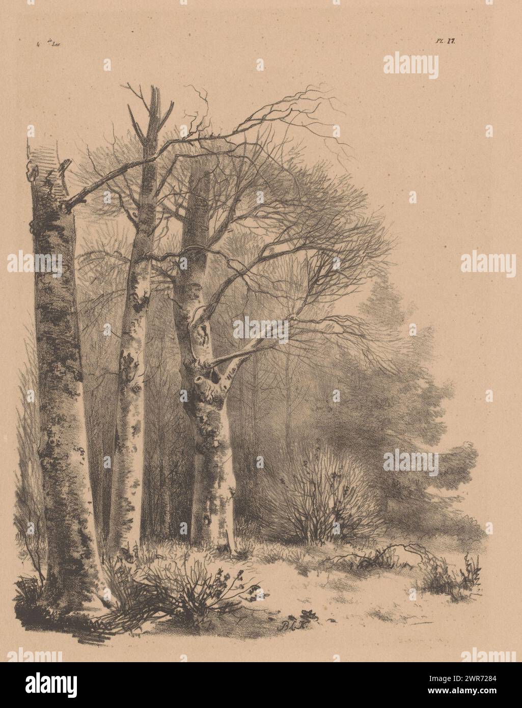 Three trees in a forest, Landscape studies fourth delivery (series ...