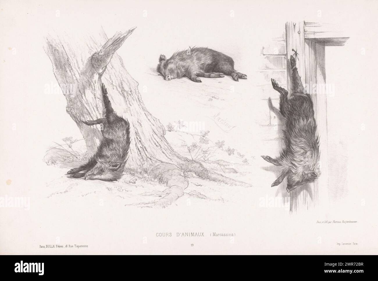 Three dead wild boars hi-res stock photography and images - Alamy