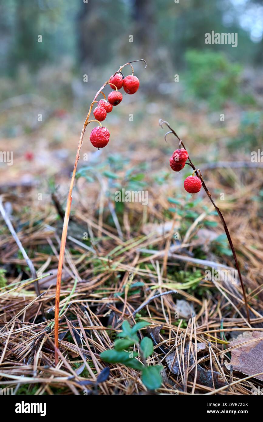 Lily valley convallaria majalis fruits hi-res stock photography and ...
