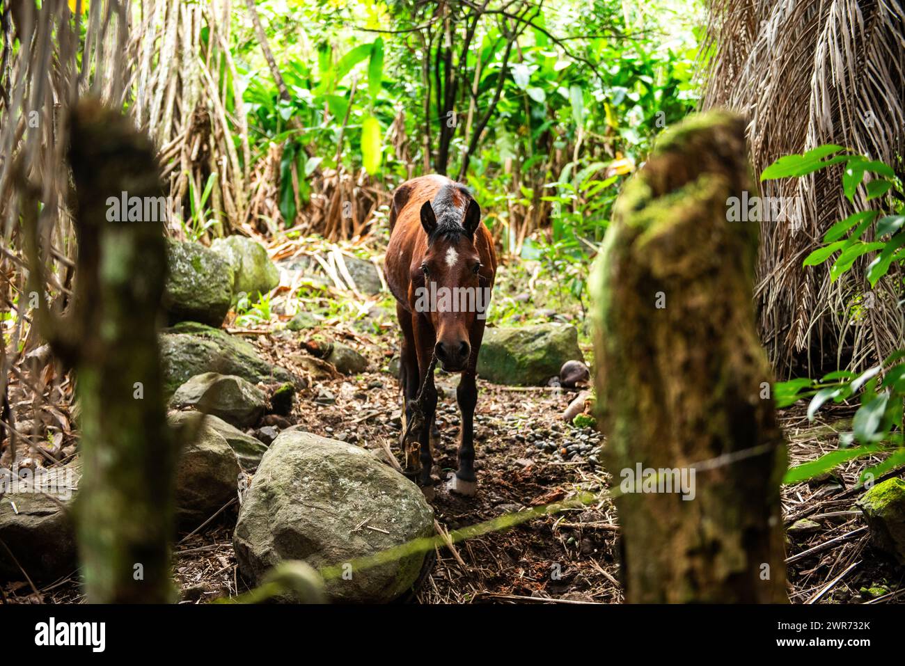 Horse at Tohua Koueva Archaeological Site, Nuku Hiva Stock Photo - Alamy